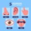 The 5 Senses in English