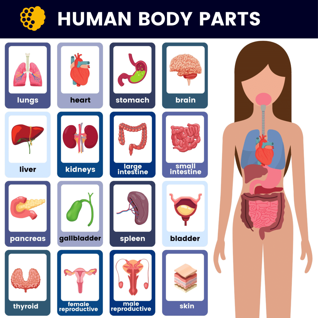 Human Body Internal Organs in English